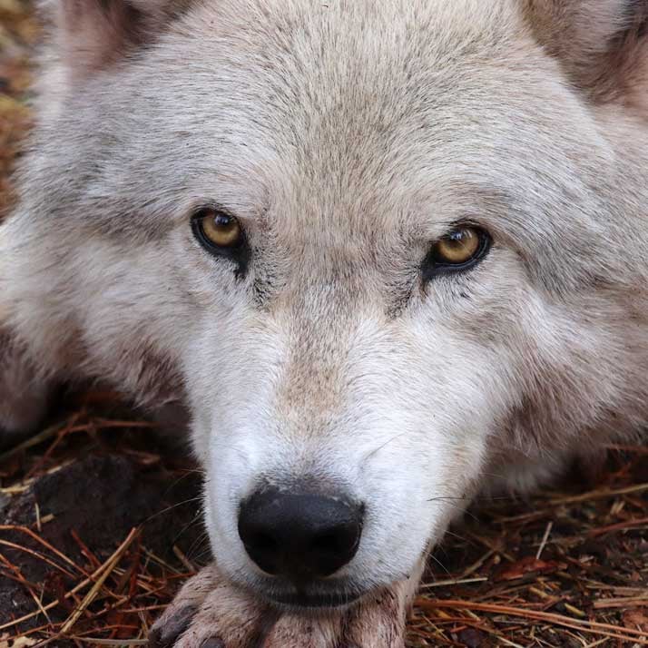 Bearizona Wildlife Park