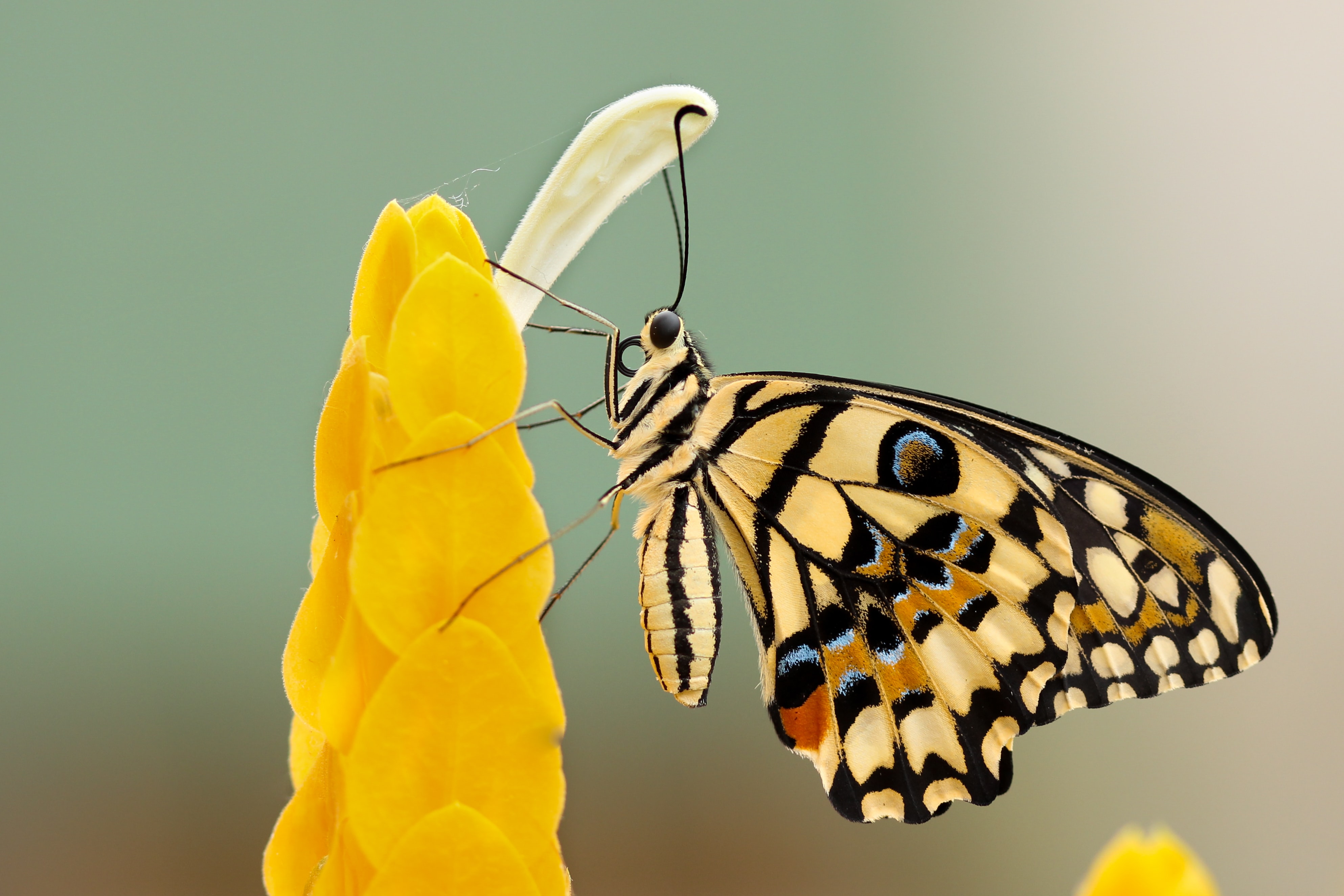 Butterfly Wonderland
