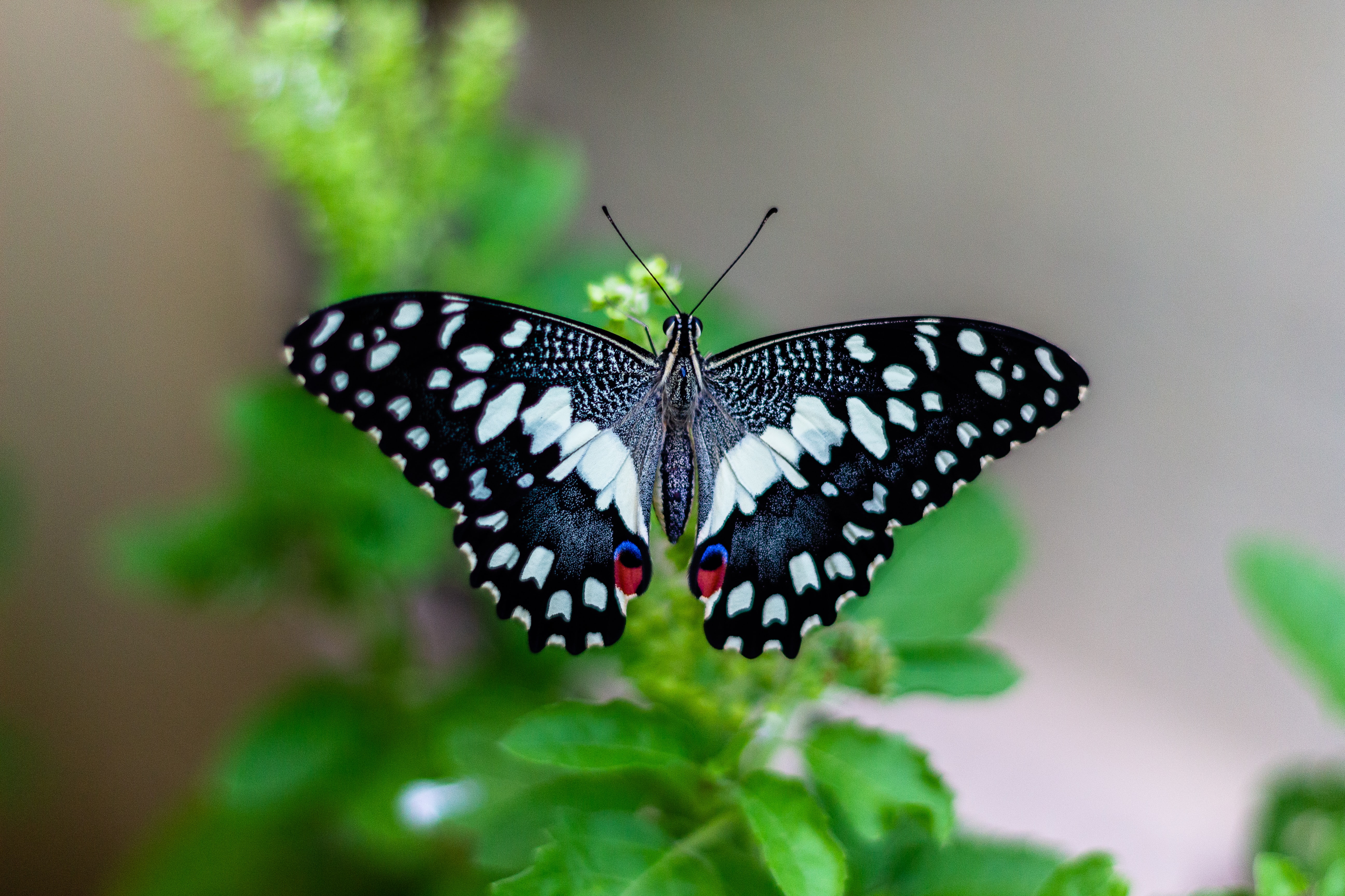 Butterfly Wonderland